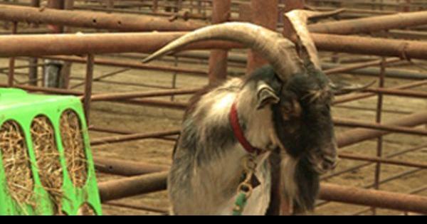 Goat Rally Raises Money for Animal Shelter | News | komu.com