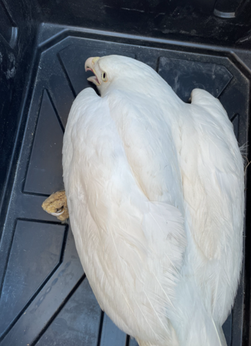 MU Raptor Rehabilitation Project treats rare hawk | Mid-Missouri News | komu.com