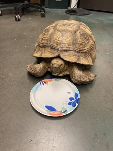 Columbia animal control takes in a tortoise Thursday afternoon | Mid ...