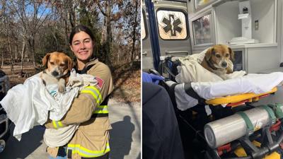 firefighters saving dogs