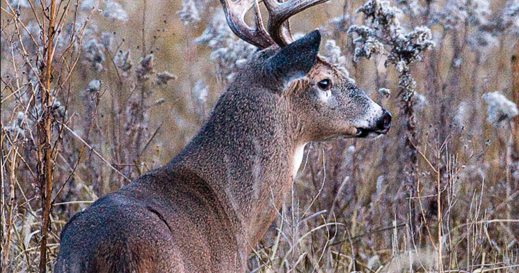 MDC reports 162 new cases of CWD for 2023-24 | State News | komu.com