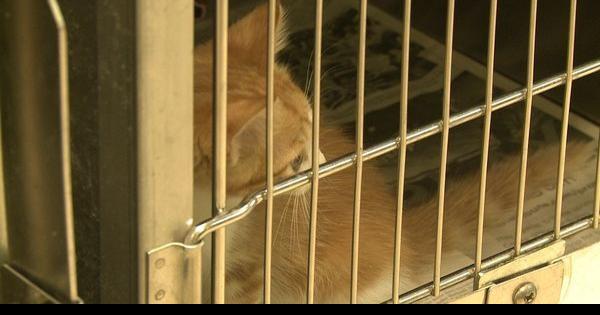 ASPCA Teams Up With Law Enforcement to Catch Animal Cruelty | News ...