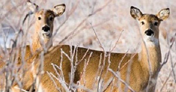 MDC offers free mentored deer hunt in Columbia | Mid-Missouri News ...