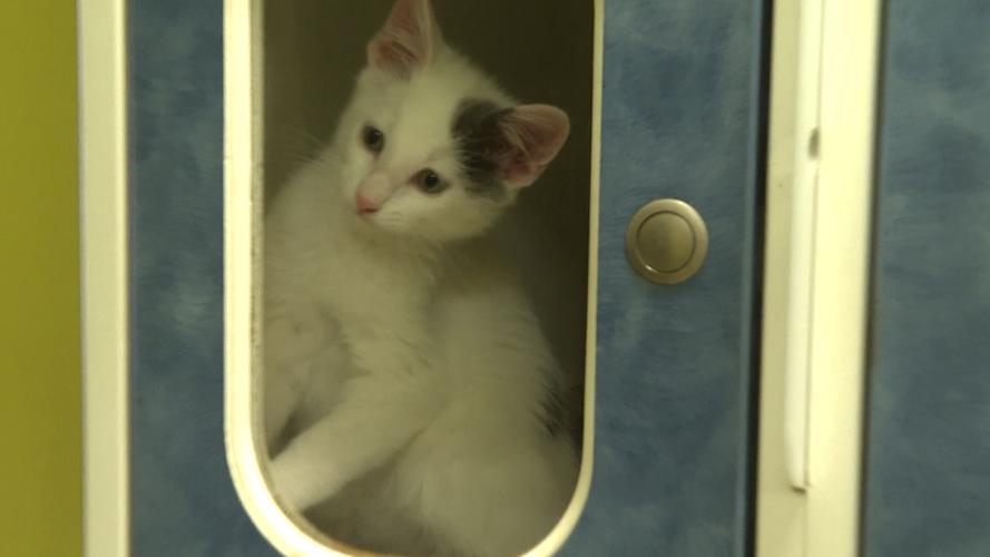 CMHS questions Boone County Animal Care's shelter fundraiser | Mid ...