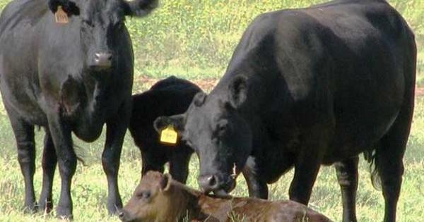 High Beef Prices Lead to Cattle Theft | News | komu.com