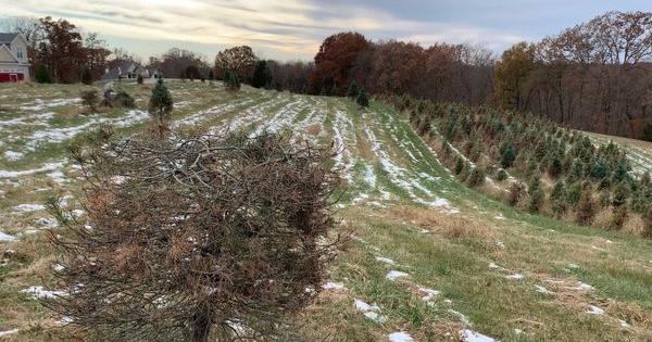 Timber View Tree Farm to close after losing trees | News | komu.com