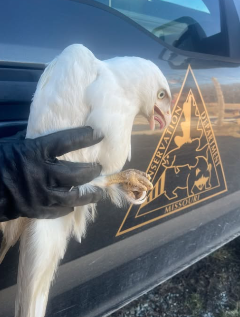 MU Raptor Rehabilitation Project treats rare hawk | Mid-Missouri News | komu.com