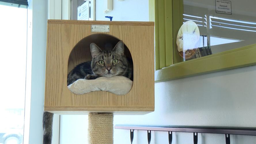 Nonprofit hopes to takeover Columbia cat café | Mid-Missouri News ...