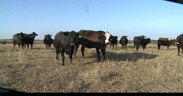 Missouri Cattle Die After Eating Drought Stressed Grass | News | komu.com