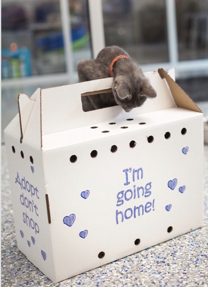 Shelter gets new adoption boxes | Heraldrepublican | kpcnews.com