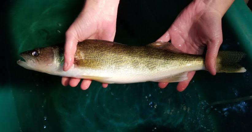 Hoosier anglers can join Midwest Walleye Challenge | Outdoors | kpcnews.com