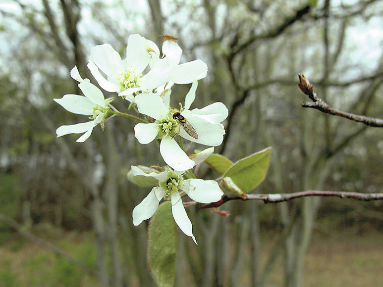 Juneberries signal summer | Outdoors | kpcnews.com