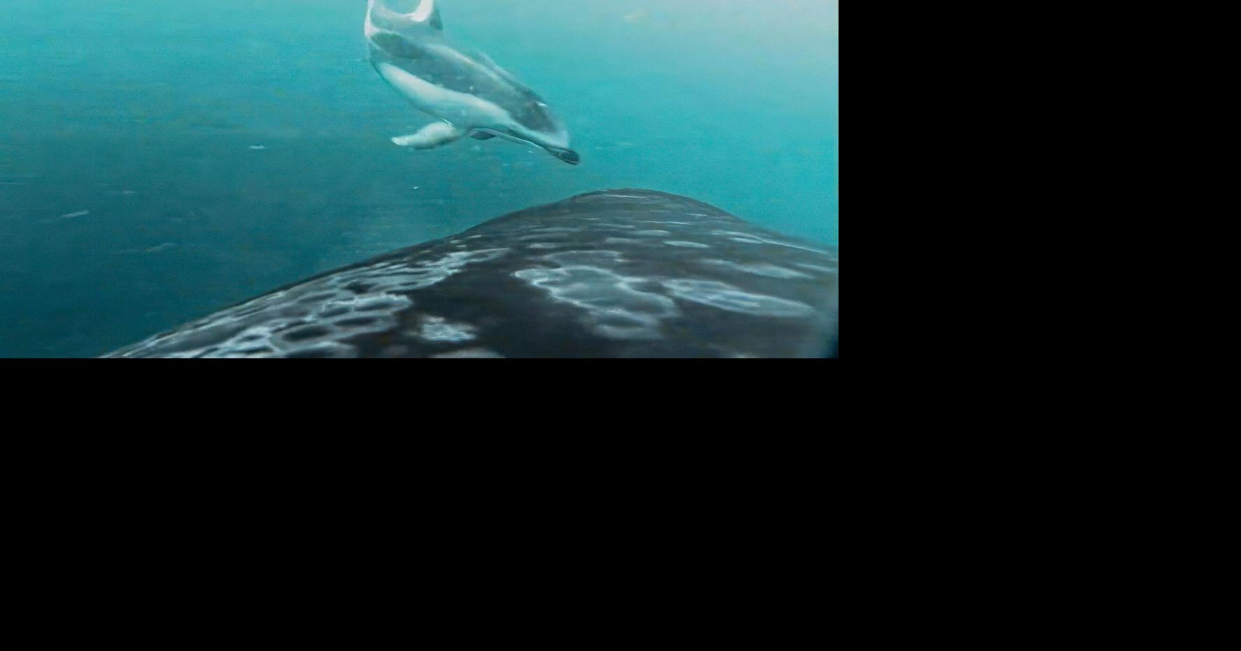 orca eats dolphin vore