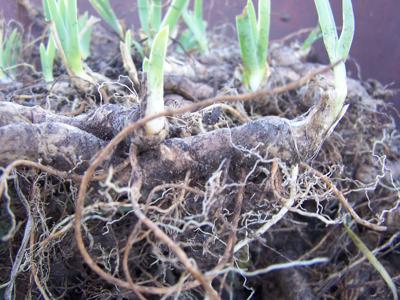 Dividing iris correctly can prevent rot, pests | Karen Weiland ...