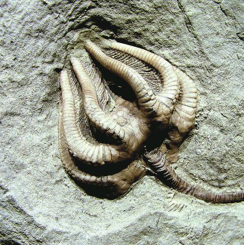 Indiana fossils highlighted at annual show | Kpcnews | kpcnews.com