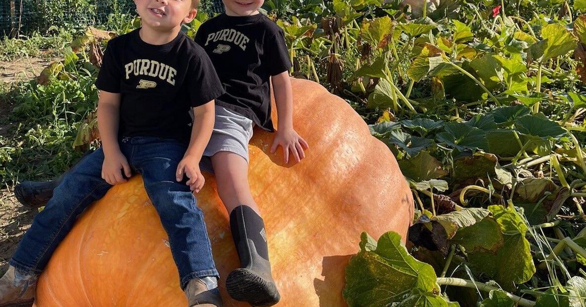 Bring your apples, corn, pumpkins and tomatoes to the fair! | Elysia ...
