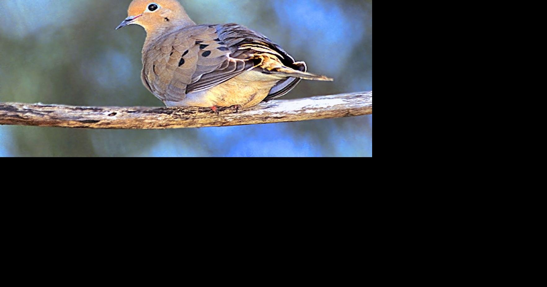 How birds survive in winter | Albion New Era | kpcnews.com