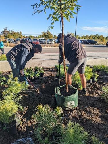 Can I plant trees in the fall? | Features | kpcnews.com