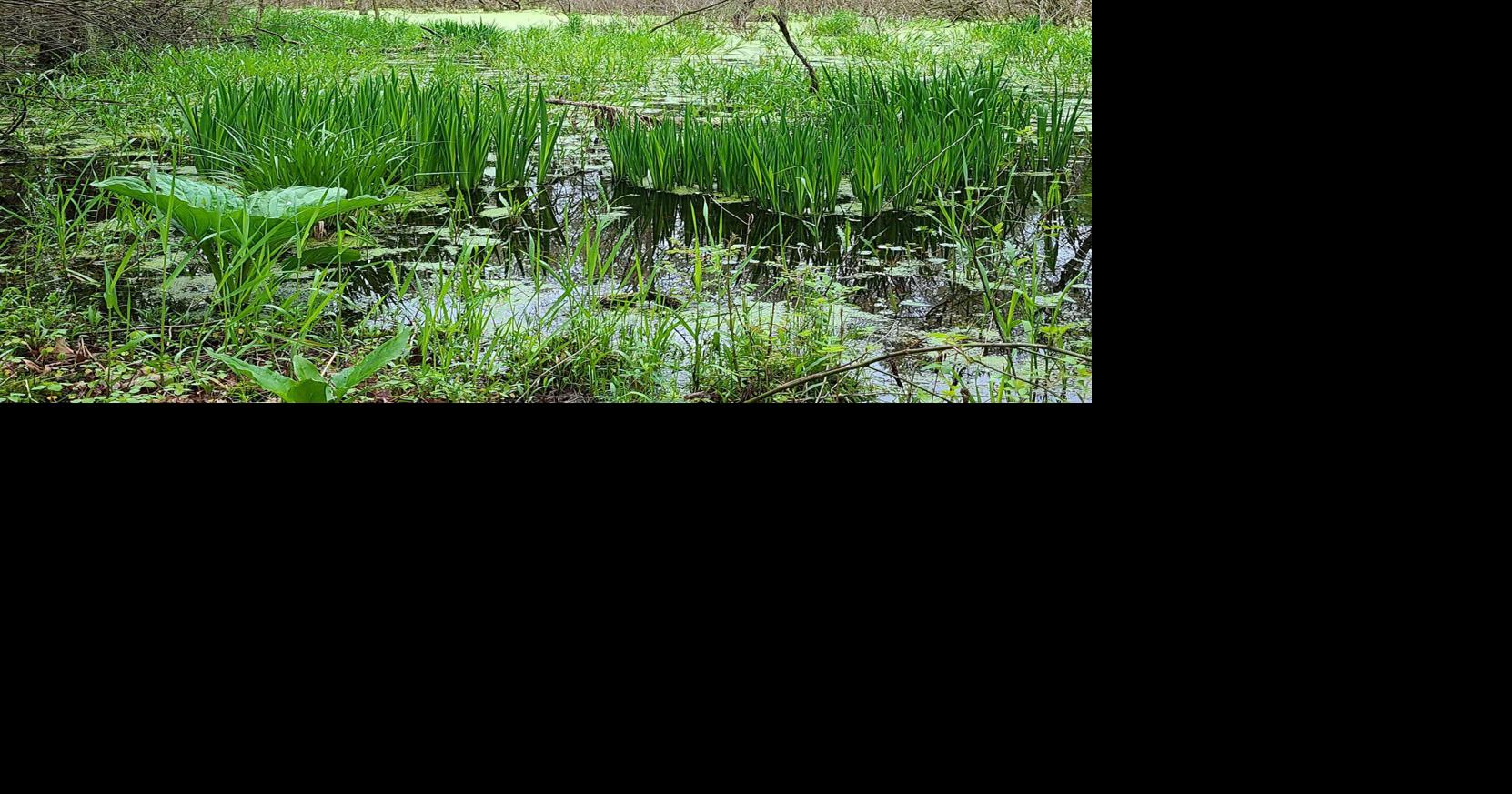 Native plant farm to offer public tour | Features | kpcnews.com