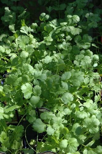 Grow, harvest and enjoy all parts of cilantro | Kpcnews | kpcnews.com