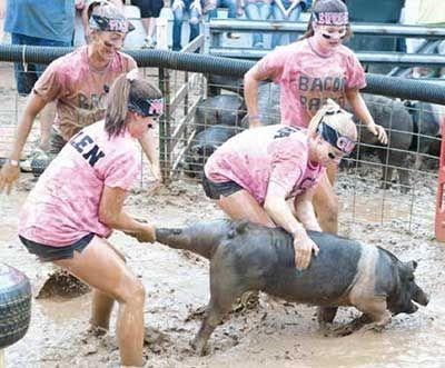 Petition tackles pig wrestling | News | kpcnews.com