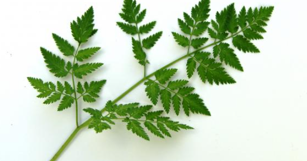 Spring awakens poison hemlock weed | Features | kpcnews.com