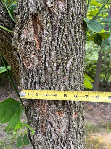 Should I continue treating my ash trees? | Features | kpcnews.com