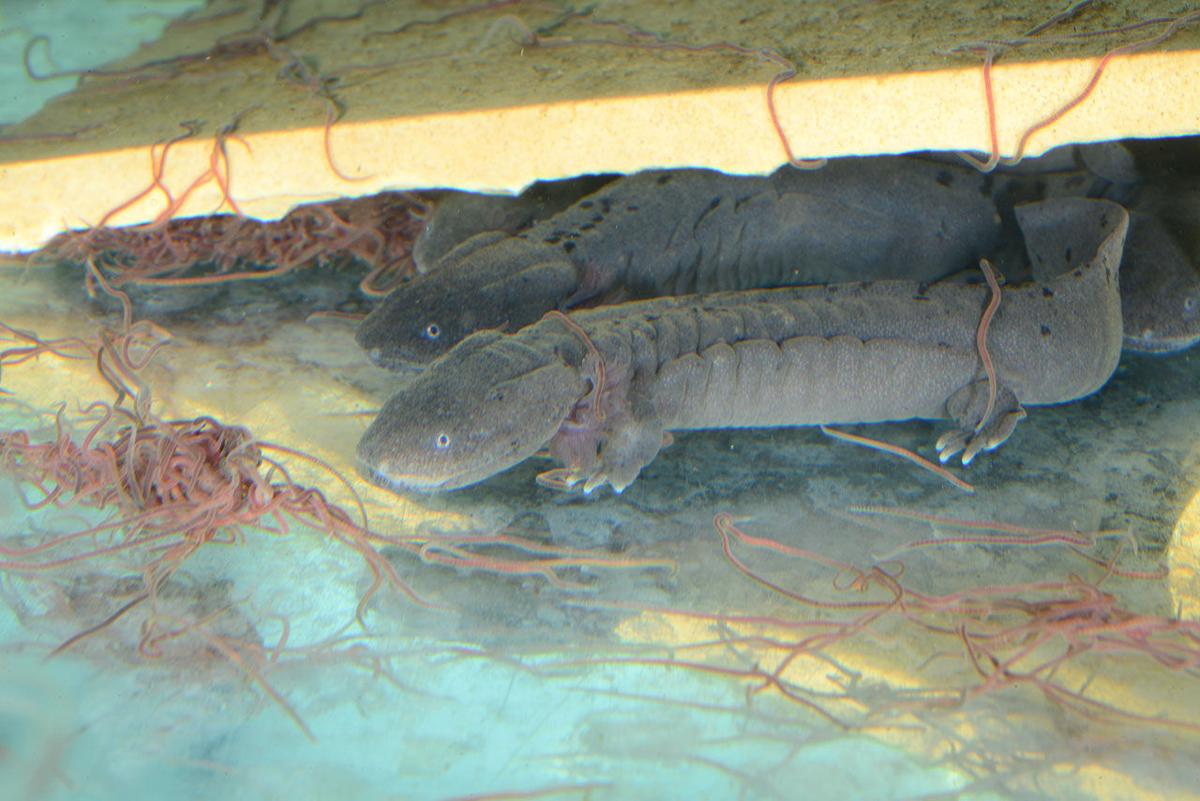 salamander promo code