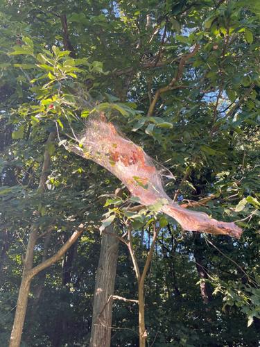 Fall worms weave webs in trees, but cause no harm | Features | kpcnews.com