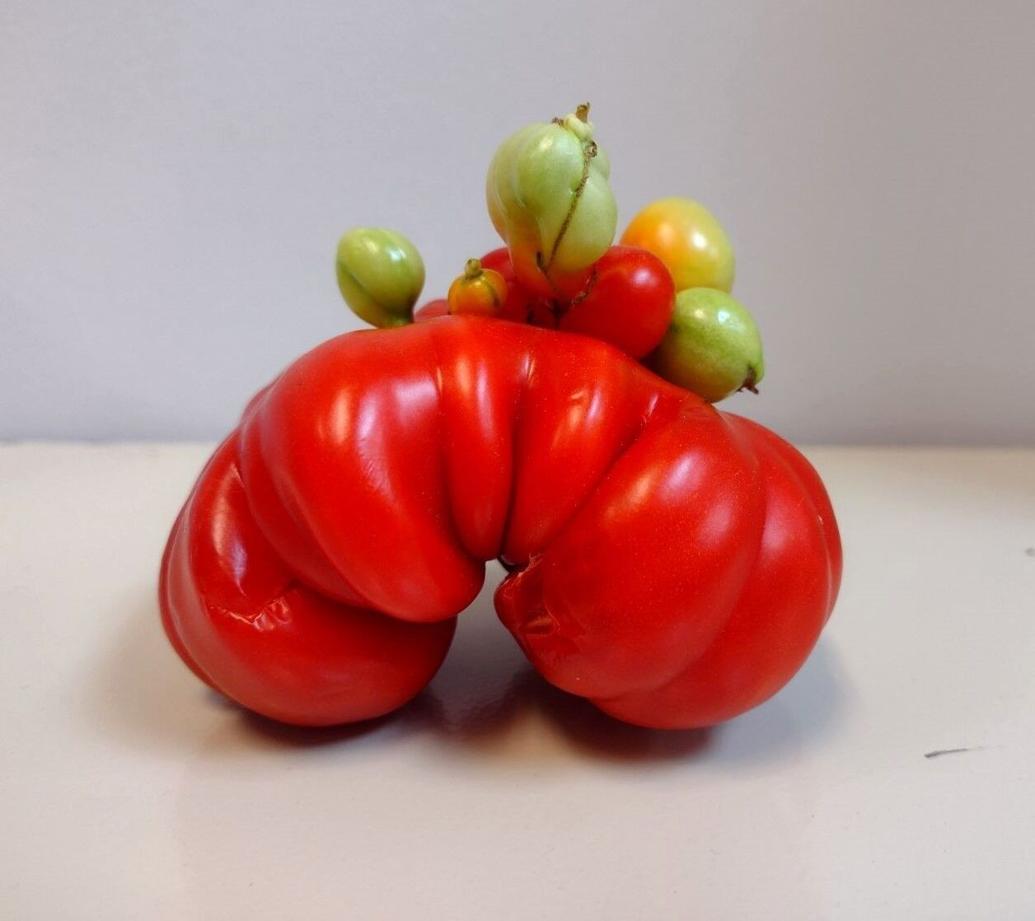 Unusual tomato | Thestar | kpcnews.com