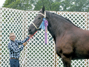 Draft horse halter show winners announced | News | kpcnews.com