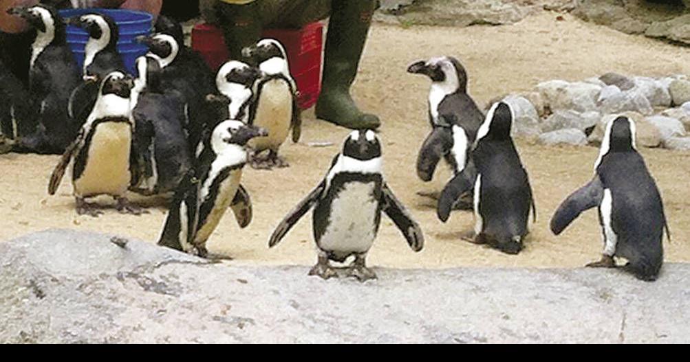 Use the web to help save penguins | Megan Knowles | kpcnews.com