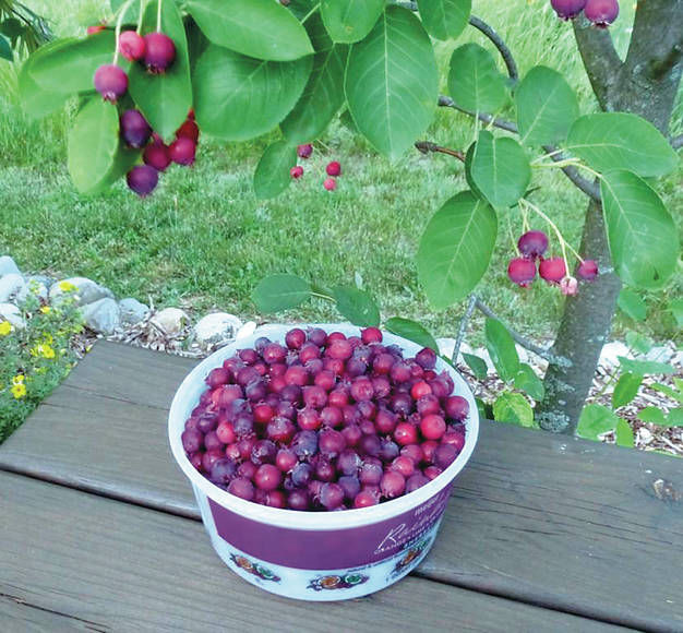 Juneberries signal summer | Outdoors | kpcnews.com