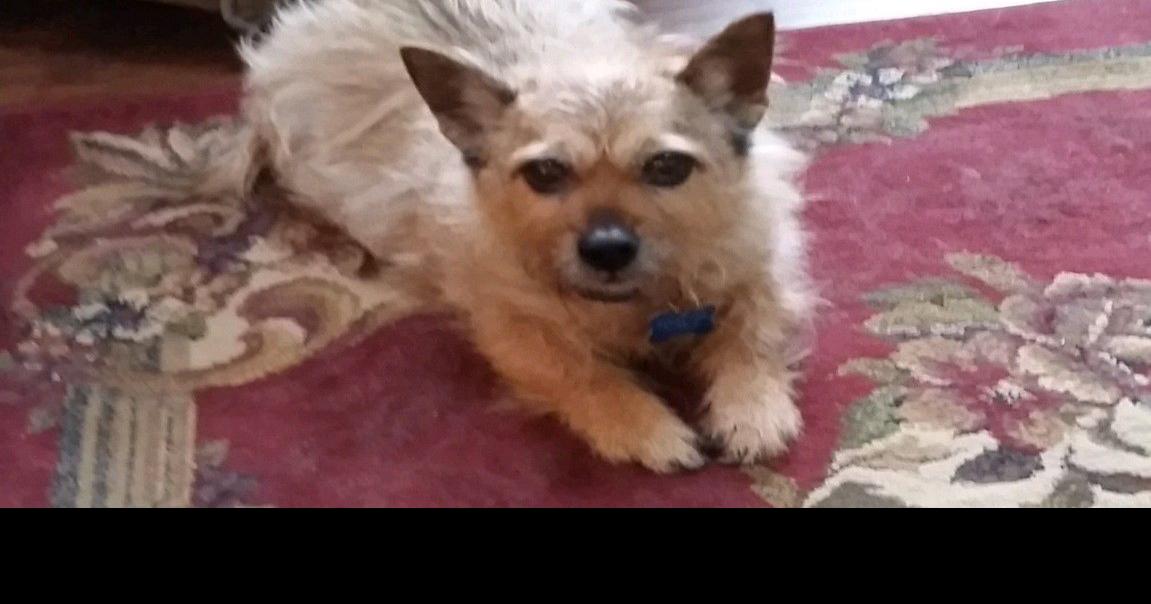 What Kind Of Dog Was Alex From Strohs