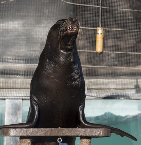 Sea lion smile | Life | kpcnews.com