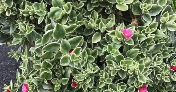 Container gardening with invasive species: A risky experiment ...