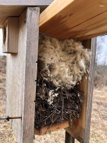 inside squirrel nest box