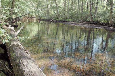 Native trout, wild turkeys abound at Fawn River preserve | Outdoors ...