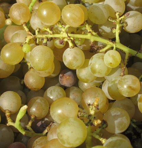 Local wineries make ‘20 IN 20’ wine list | Heraldrepublican | kpcnews.com
