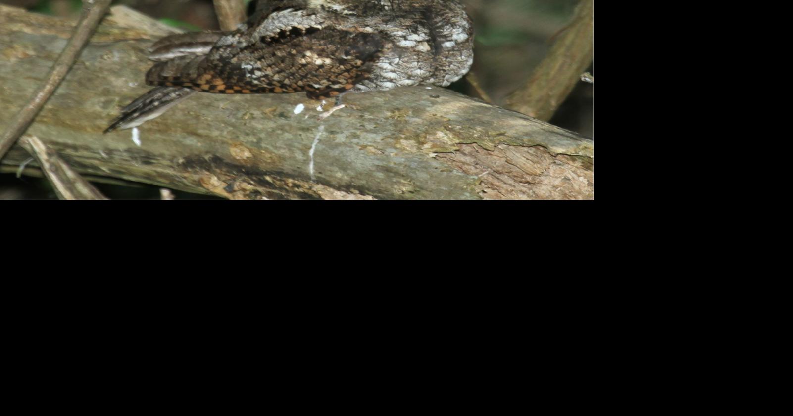 Birds of myth and folklore | Albion New Era | kpcnews.com