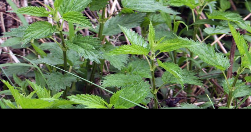 Stinging nettles hurt, but they have many assets too | Junk | kpcnews.com