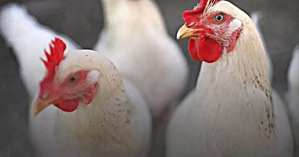 Second Avian influenza outbreak impacts more than 350,000 hens in Jay ...