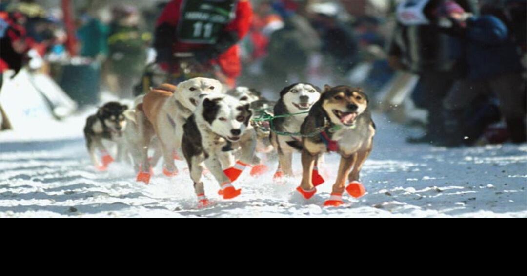 Meet an Iditarod racer and her dog at Eckhart Public Library | Thestar ...