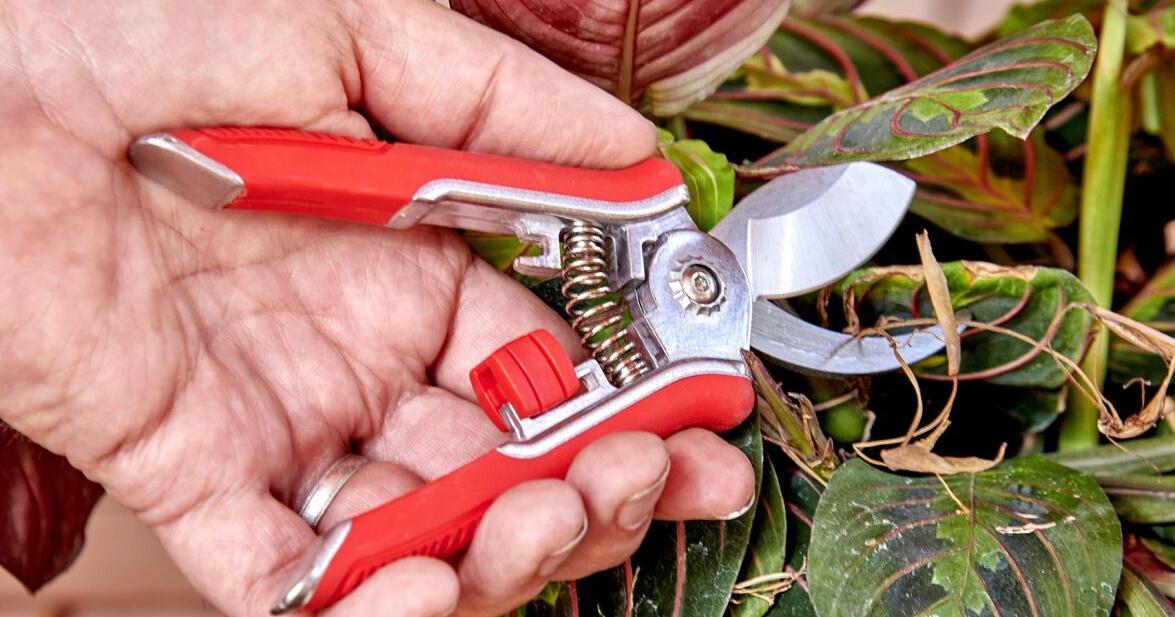 Pinch, trim and clean up your indoor plants | Kpcnews | kpcnews.com