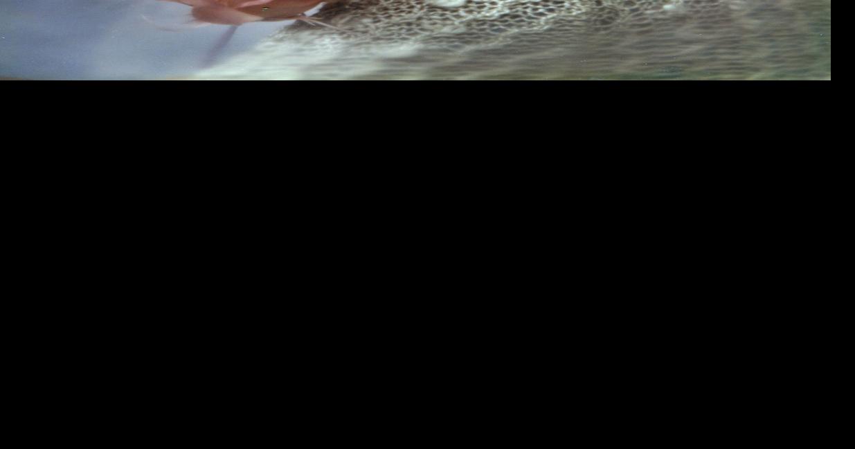 Shelly Cook | Obituaries | kpcnews.com