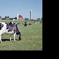 Mixed up weather could pose dangers for cows | Latest | kpcnews.com