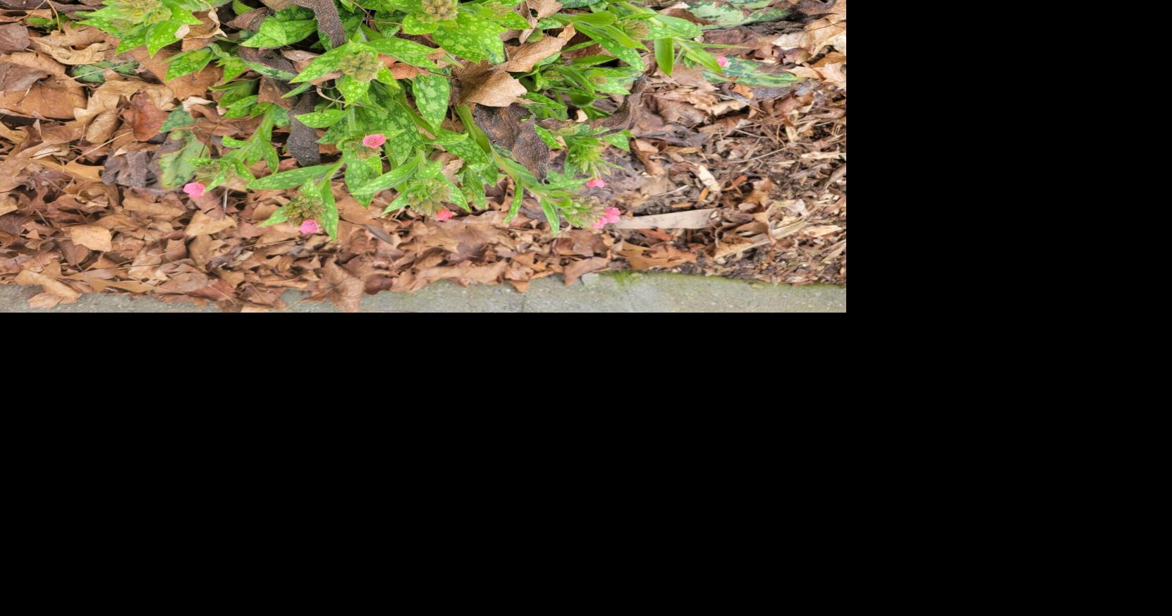 More spring blooms | Features | kpcnews.com