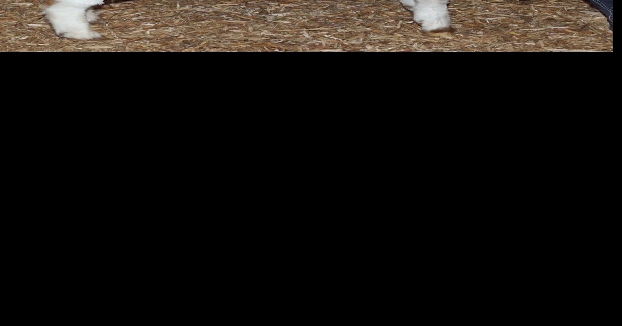 DeKalb 4-H Goat Madison Haynes | Features | kpcnews.com