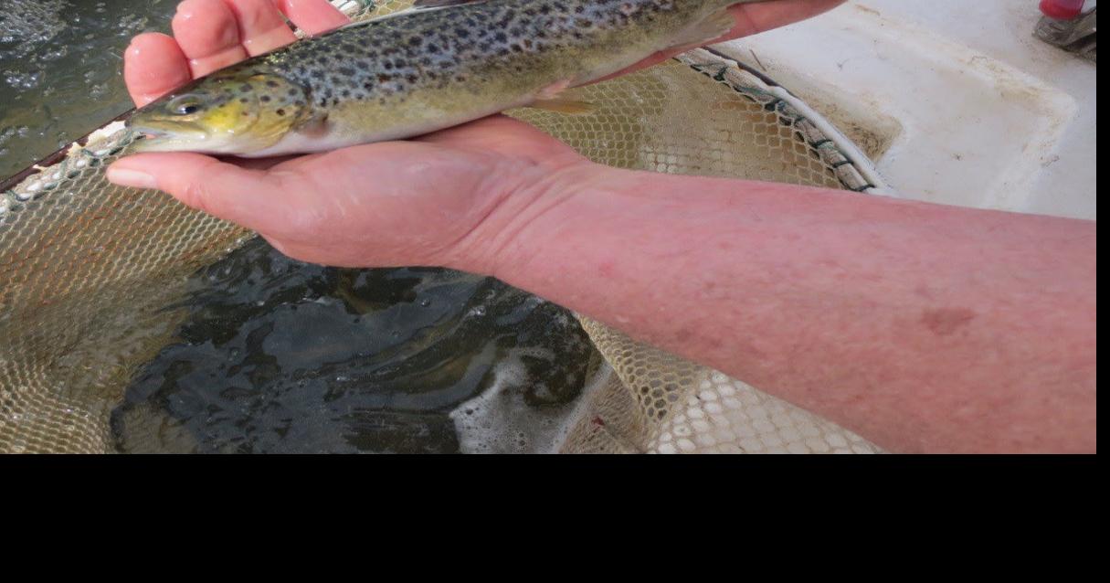 Indiana to begin own brown trout stocking program | Albion New Era ...