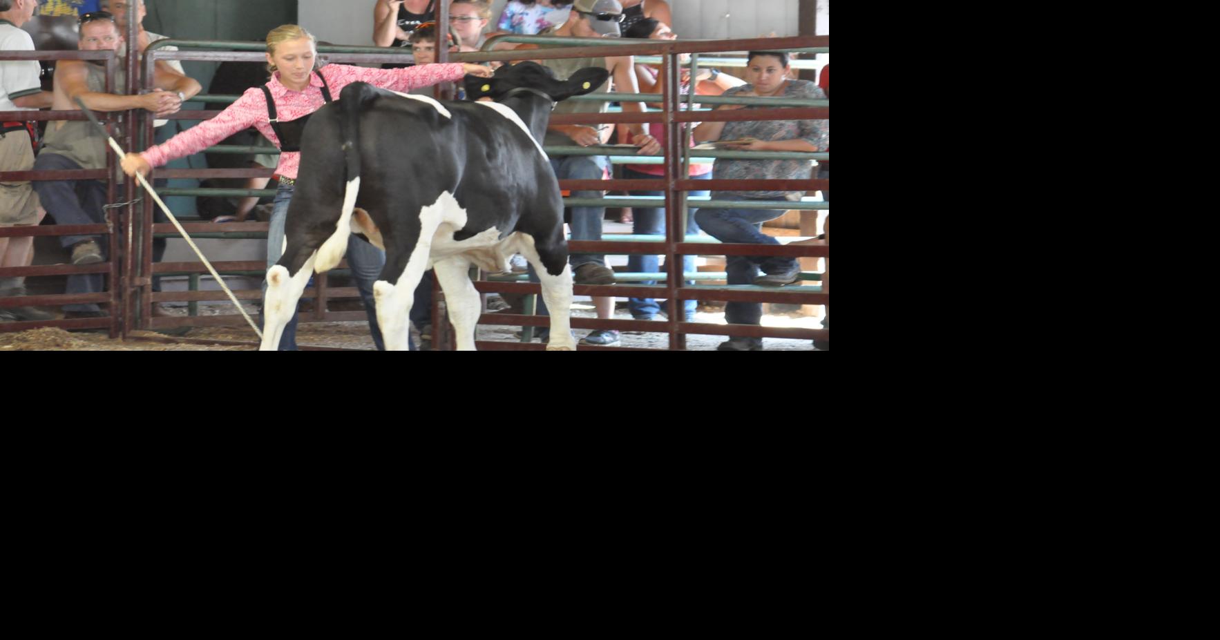 2017 Steuben County 4-H Fair livestock shows | Photo Galleries ...